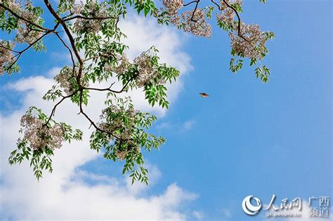 廣西上思十萬大山在春天裡醒來 壹讀