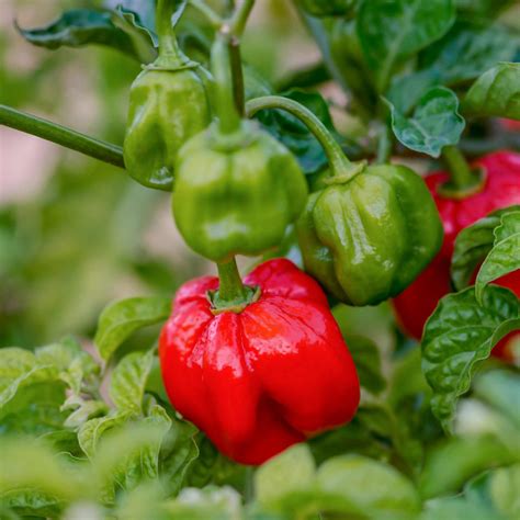 Scotch Bonnet Chilli Pepper Plant Capsicum Chinense Caribbean Antil