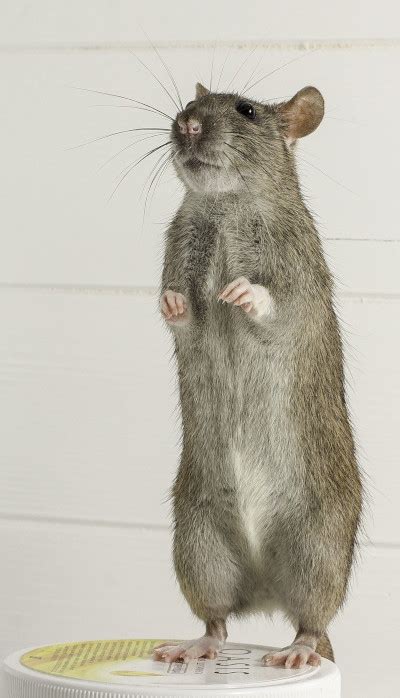 Ingrijirea Soarecilor Si Sobolanilor Domesticiti E Vet