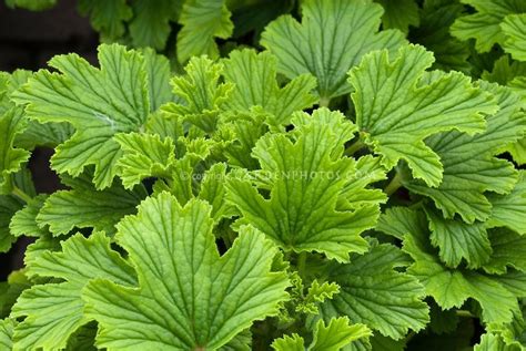 Scented Geraniums Fragrant Flowers For Your Garden