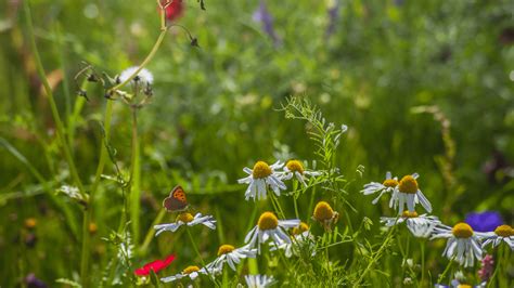World Biodiversity Summit Marginup