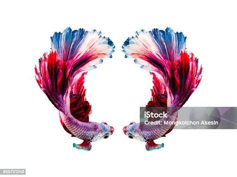 운동과 심장 모양 발렌타인 데이 클리핑 경로와 흰색 배경에 고립의 개념 구성에 샴 싸우는 물고기 Betta Splendens 감금 상태에 대한 스톡 사진 및 기타 이미지