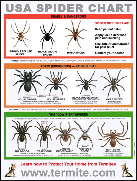 Spider Identification Chart Venomous Or Dangerous Spider