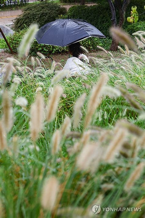 가을비 바라보며 네이트 날씨