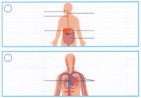 ГДЗ Окружающий мир 3 класс рабочая тетрадь №2 Плешаков Новицкая Строение тела человека Номер 5