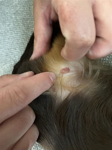 Puppy Pyoderma Rdachshund