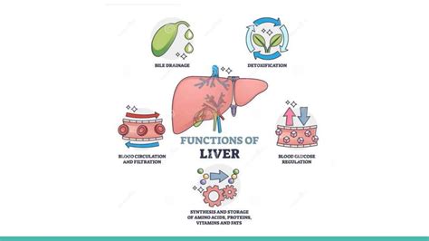 Funtions Of Liver And Basic Understanding Pptx