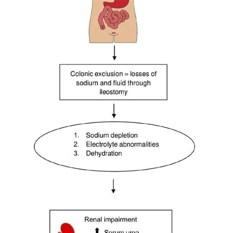 The Consequences Of A Diverting Ileostomy Formation On Fluid And Download Scientific Diagram