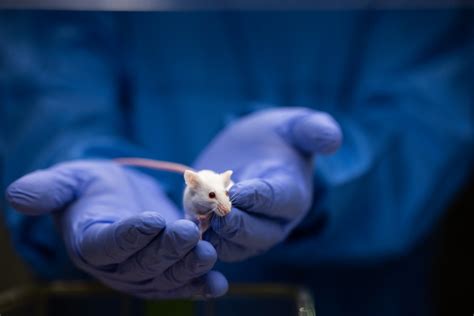 Crispr Gene Therapy Reduces Eye Pressure In Glaucoma Mouse Model Inside Precision Medicine