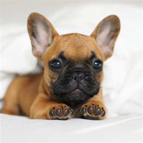 Французский бульдог мини 70 фото