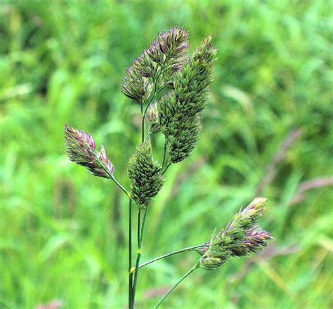 Orchard Grass Vancouver Island British Columbia Gohiking