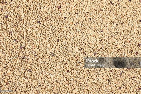 생 커피 콩은 로스팅 공정 전에 시술 공장 외부의 체에 햇빛으로 자연 노출됩니다 0명에 대한 스톡 사진 및 기타 이미지 0명 갈색 건물 외관 Istock