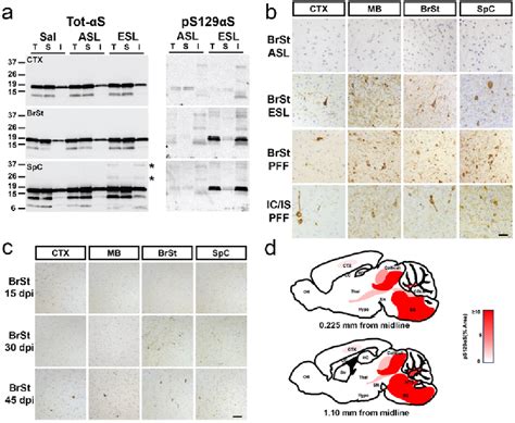 Figure 2 From Soluble And Insoluble Lysates From The Human A53t Mutant