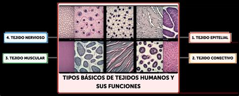 Tipos Y Funciones Del Tejido Conectivo Genomasur