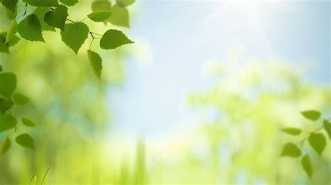 зелень фон 2560 X 1440 Зеленые фоны Природа Зелень