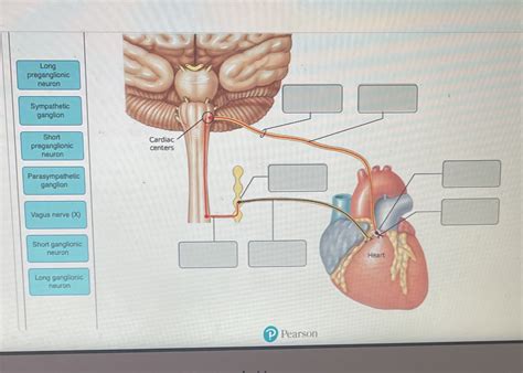 [solved] Long Preganglionic Neuron Sympathetic Ganglion Short Cardiac Course Hero