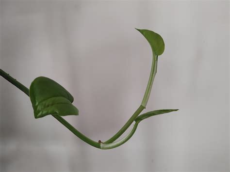 Review Motorola Edge Fusion Gadget Voize