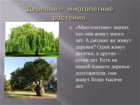 Окружающий мир Деревья Online Presentation