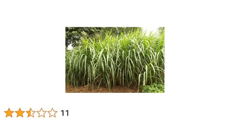 Elephant Grass Adaptations