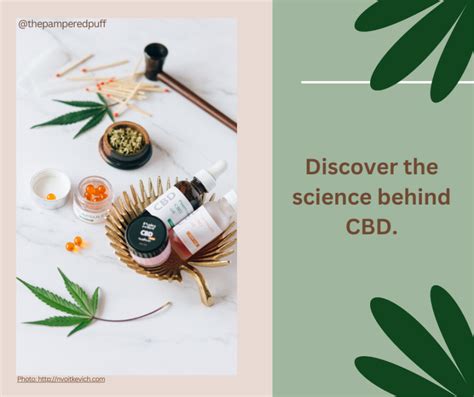 Cbd Science Balancing Through Endocannabinoid System