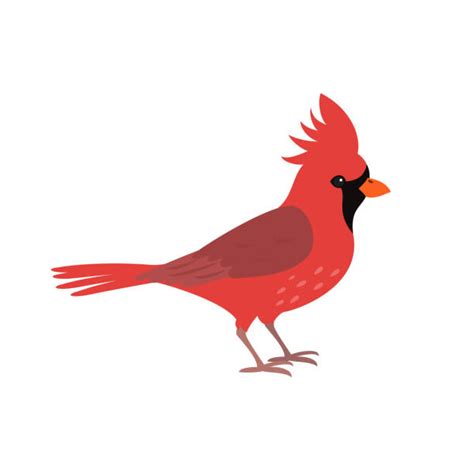 60 Clip Art Of A Cardinal Bird Flying Illustrations Royalty Free