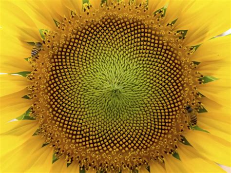 Fibonacci Sequence Flower