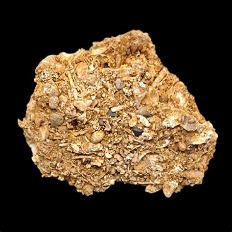 Conglomerate Fossiliferous Farringdon Geology Superstore