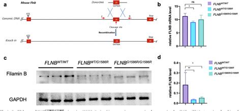 Figure 1 From Disruption Of Flnb Leads To Skeletal Malformation By