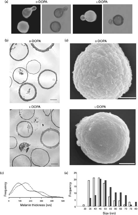 Figure 3 From Cryptococcus Neoformans Laccase Catalyses Melanin Synthesis From Both D And L