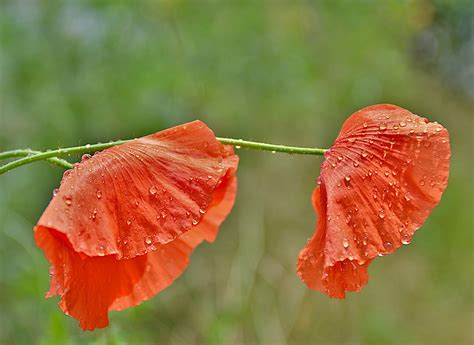 罂粟 花 露珠 Pixabay上的免费照片 Pixabay