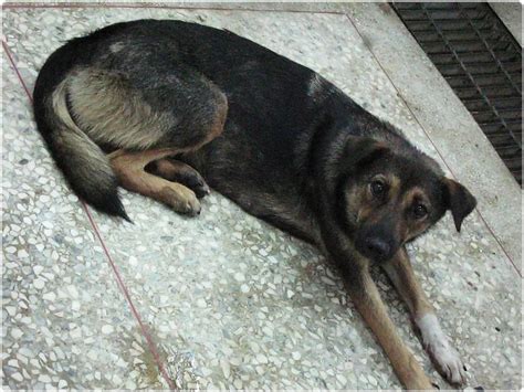 壽山收容所非展示區0428 哈士奇拉拉柴犬黑貴賓臘腸迷你品牛頭梗米克斯成幼犬現場為準20120501 Flickr