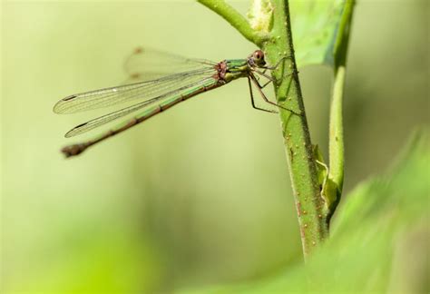 Insect Identification Guide Bites And Stings Nomads Roam