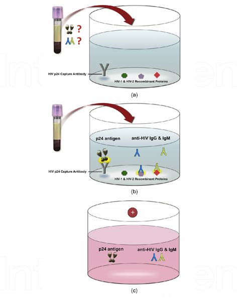 A Components Of Hiv 1 2 Antigen Antibody Immunoassay B Patient Download Scientific Diagram