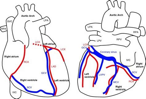 Posterior Coronary Vessels Diagram