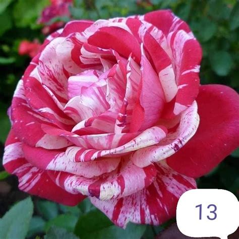 Iმგზავრის წერილები სომხური დამწერლობა ანბანური ტიპის დამწერლობა რომელსაც სომხური ენა იყენებს