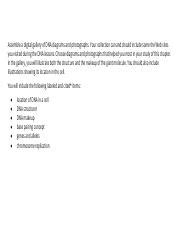 Explore DNA Structure Makeup And Location In A Digital Gallery Course Hero