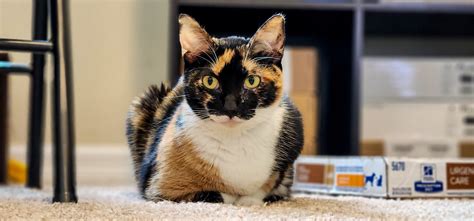 Winnies Update Tinker Has Been Adopted Name Tinker Age 22 Weeks Breed Domestic