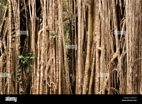 At The Curtain Fig Tree Near Yungaburra Atherton Tablelands North Queensland Australia Stock