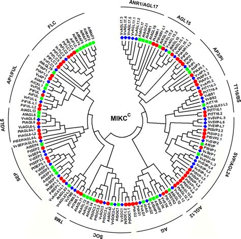Phylogenetic Tree Of The Mikc C Mads Box Proteins In Poplar Download Scientific Diagram