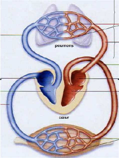 Diagram Appareil circulatoire schéma de la circulation sanguine