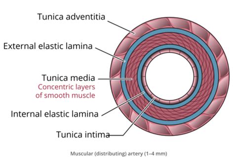 Biol 253 Lab Exam Flashcards Quizlet