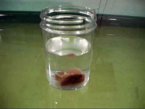 Formalin Fixation Time And Tissue Processing Method At Michael Lance Blog