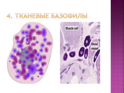 Морфофункциональная характеристика соединительных тканей презентация онлайн