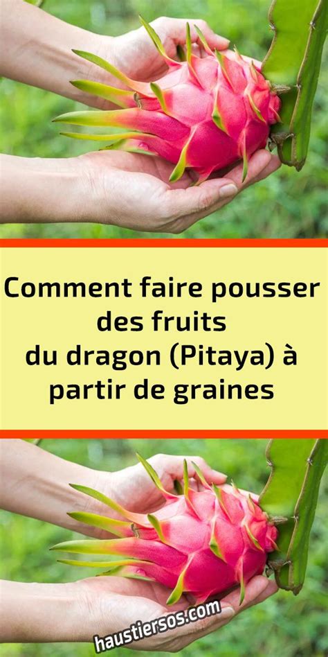 Comment Faire Pousser Des Fruits Du Dragon Pitaya à Partir De Graines