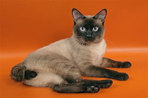 Mekong Bobtail Sealpoint Cat