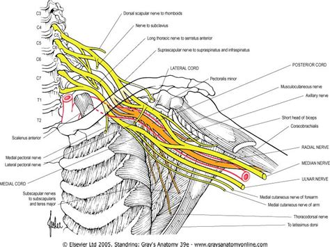 Brachial Plexus Netter