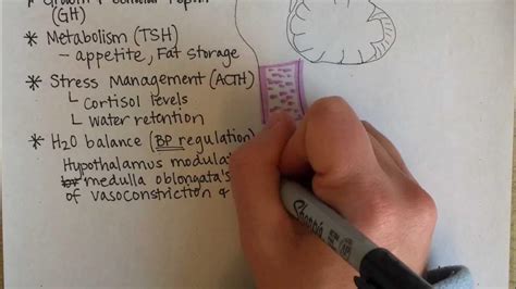 Diencephalon Youtube