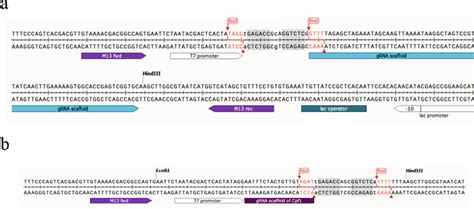 Schematic Of Cloning Sites For Guide RNAs Of SpCas9 And FnCpf1 A For Download Scientific