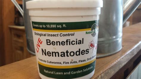 How Do Beneficial Nematodes Work Lochte Feed And General Store