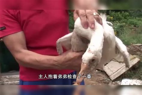 大白鹅在后院不断大叫主人到后院一看心里一惊 后院 主人 白鹅